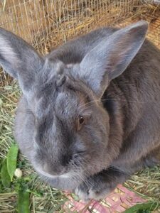 Sage & Spruce Rabbitry - Meat Rabbit Breeder List
