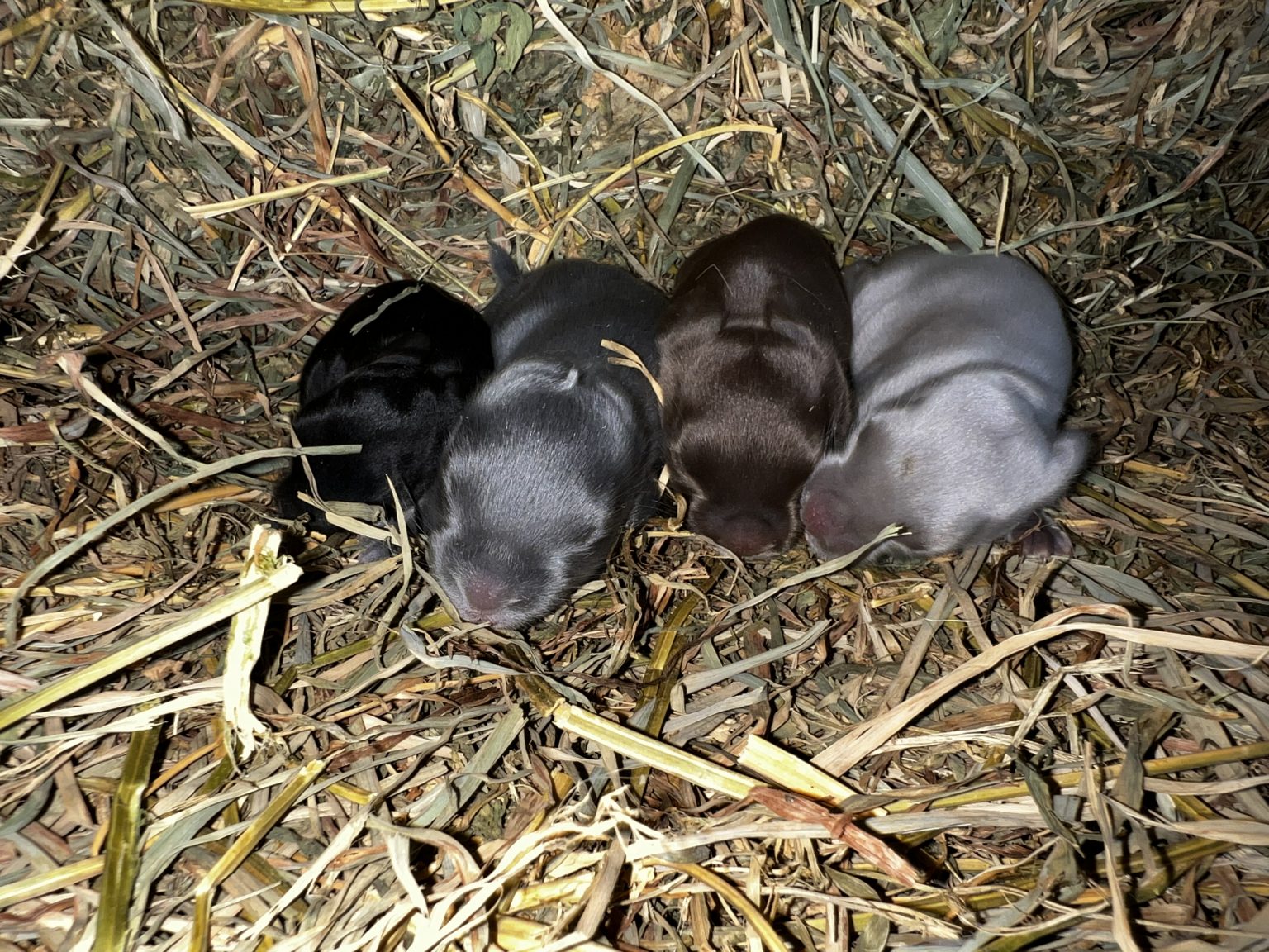 Kentucky Meat Rabbits - Meat Rabbit Breeder List