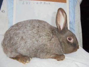 Shanahan's Ranch - Meat Rabbit Breeder List