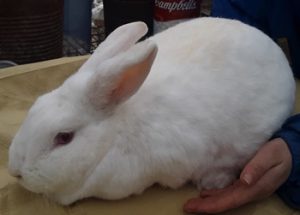 Meat Rabbit Breeder List - Meat Rabbit Breeder List