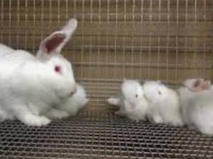 Heartland Homestead - Meat Rabbit Breeder List