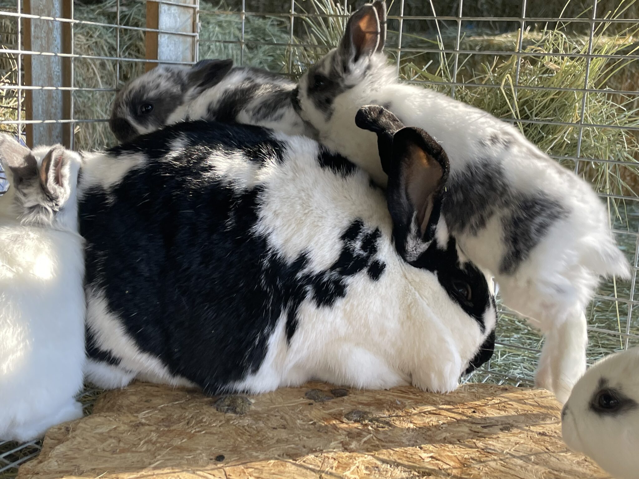 Oregon Meat Rabbit Breeders - Meat Rabbit Breeder List