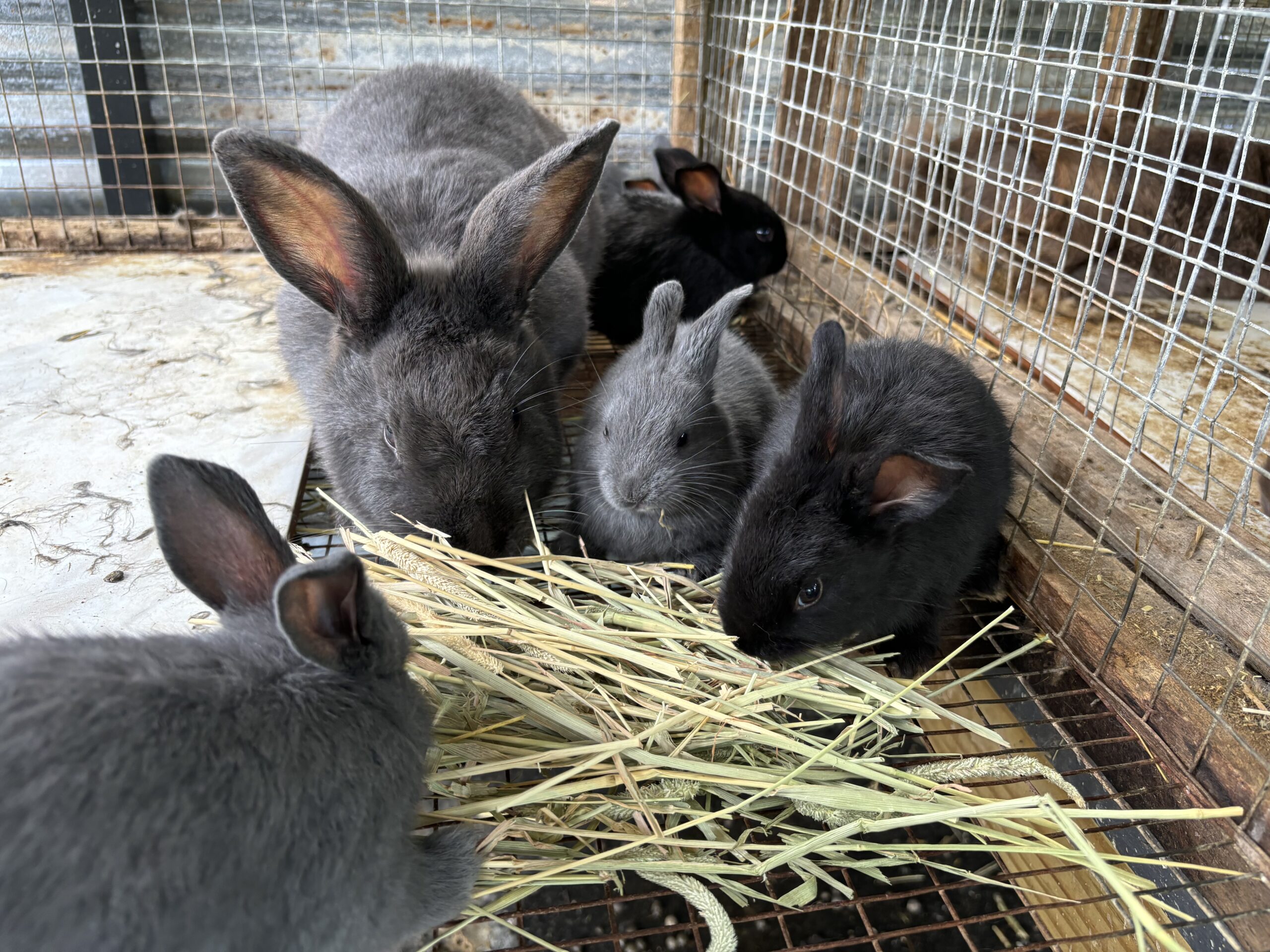 Jessica’s Simply Sweet Suggies & Rabbitry - Meat Rabbit Breeder List
