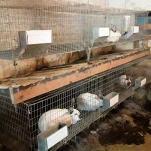Premium Choices Rabbits - Meat Rabbit Breeder List