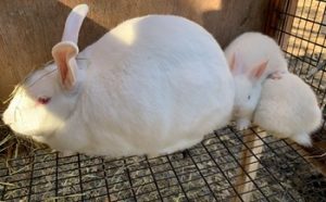 Meat Rabbit Breeder List - Homestead Rabbits