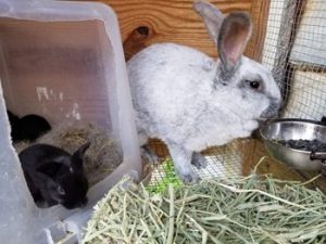 Meat Rabbit Breeder List - Homestead Rabbits