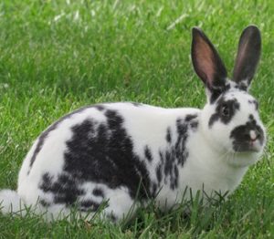 Illinois Meat Rabbits - Meat Rabbit Breeder List