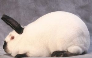 Meat Rabbit Breeder List - Meat Rabbit Breeder List